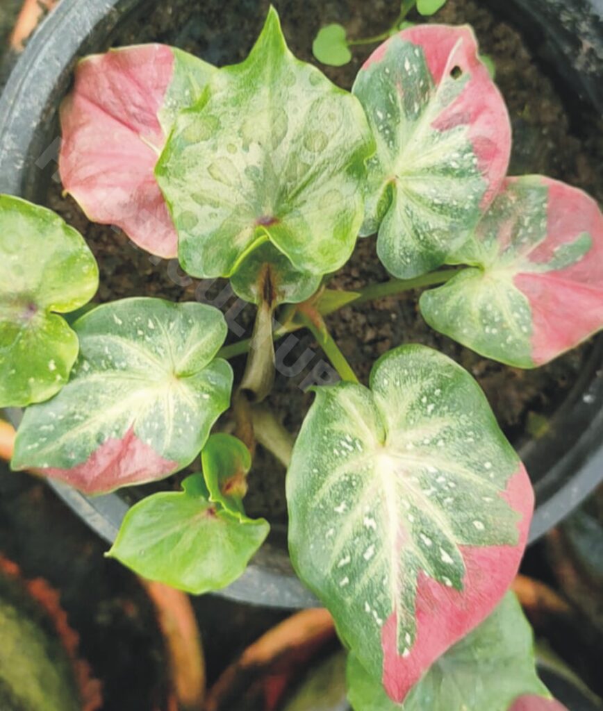 Caladium – horticultureking