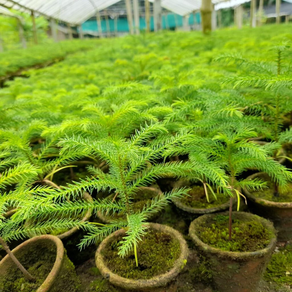 Araucaria | Christmas Tree - horticultureking