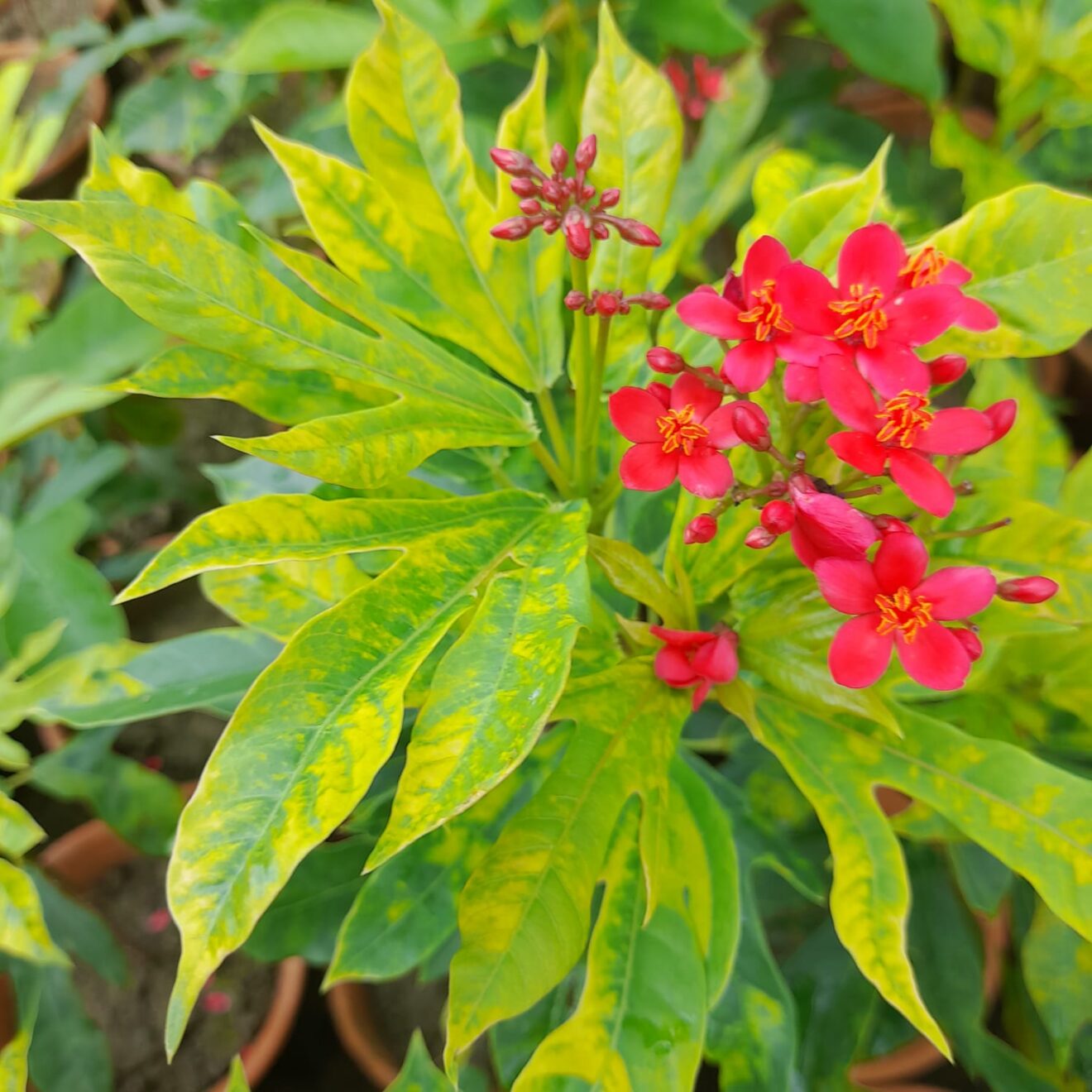 Jatropha Variegated Red - horticultureking