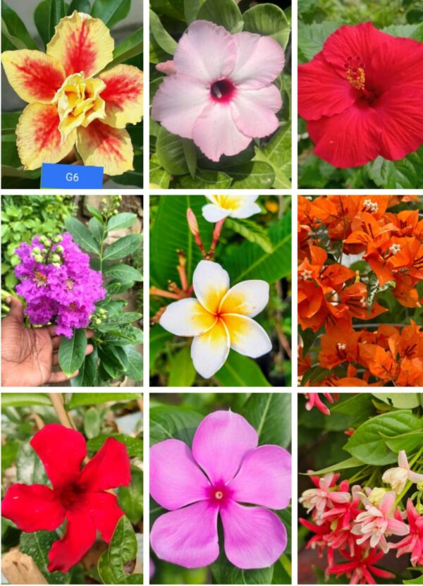 Cart – horticultureking